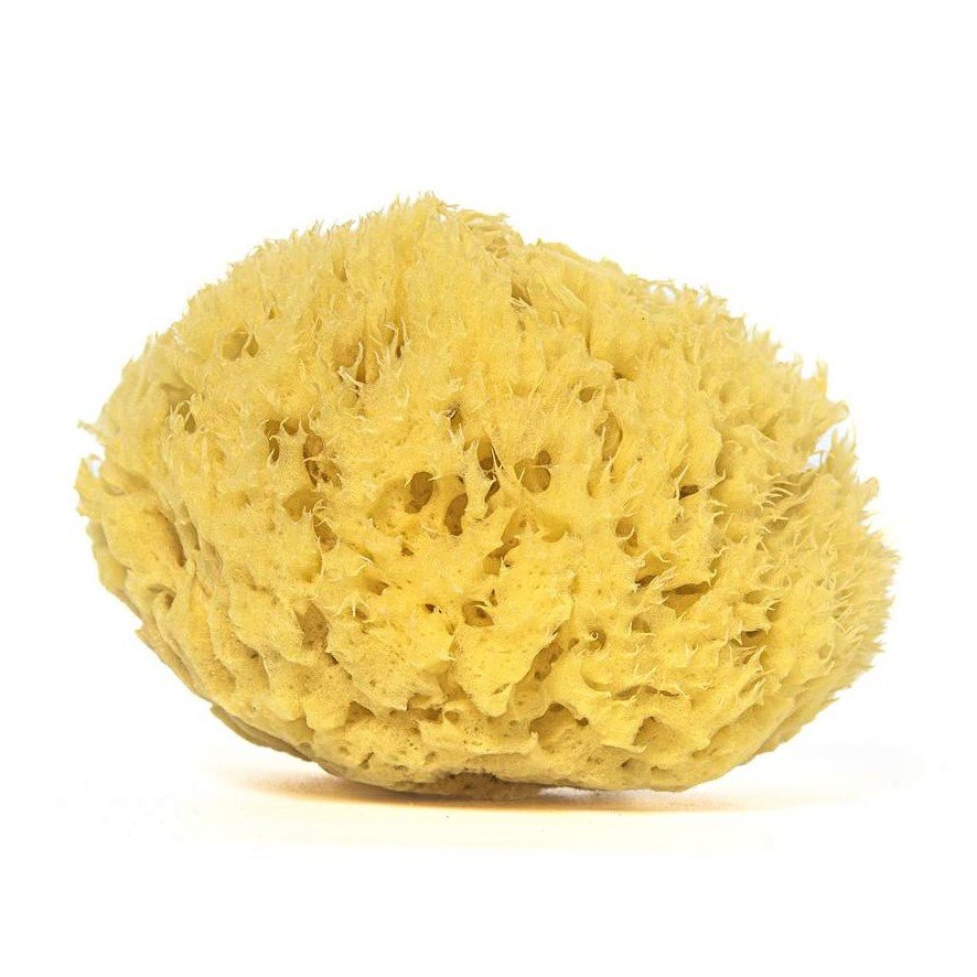 Natural Sea Sponge for Bath & Shower — Suwada1926